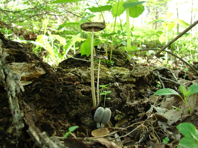 Coprinus lagopus at Indiana Mushrooms