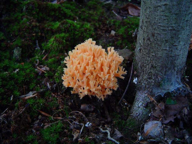 Ramaria genus at Indiana Mushrooms