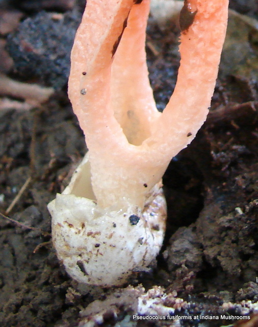 Pseudocolus fusiformis at Indiana Mushrooms