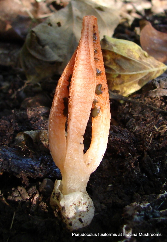 Pseudocolus fusiformis at Indiana Mushrooms