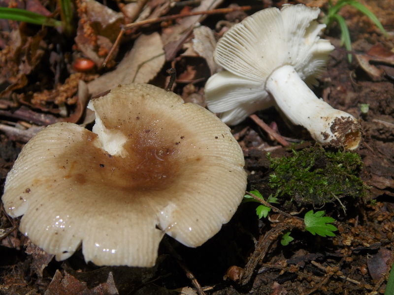 Russula amoenolens at Indiana Mushrooms