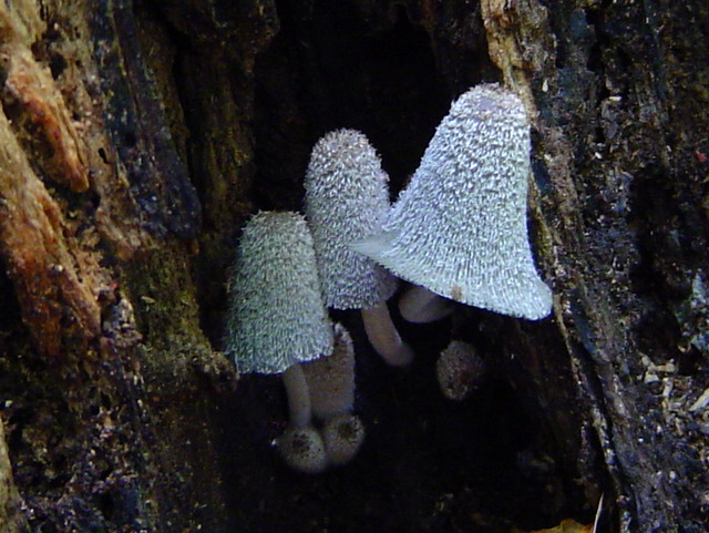 Coprinus lagopus at Indiana Mushrooms