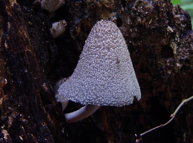Coprinus lagopus at Indiana Mushrooms