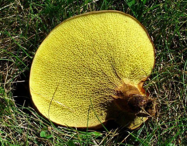 gyrodon merulioides