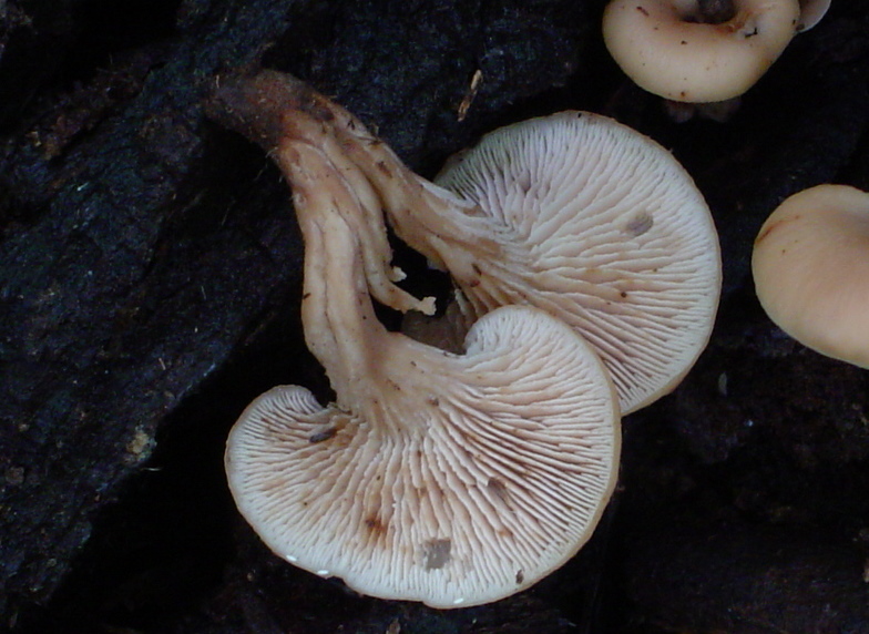 Lentinellus cochleatus at Indiana Mushrooms