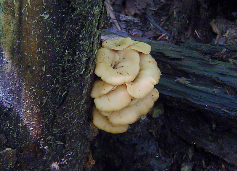 Lentinellus cochleatus at Indiana Mushrooms