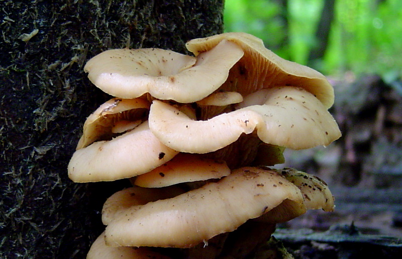 Lentinellus cochleatus at Indiana Mushrooms