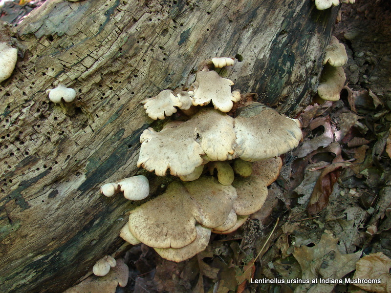 Lentinellus ursinus at Indiana Mushrooms
