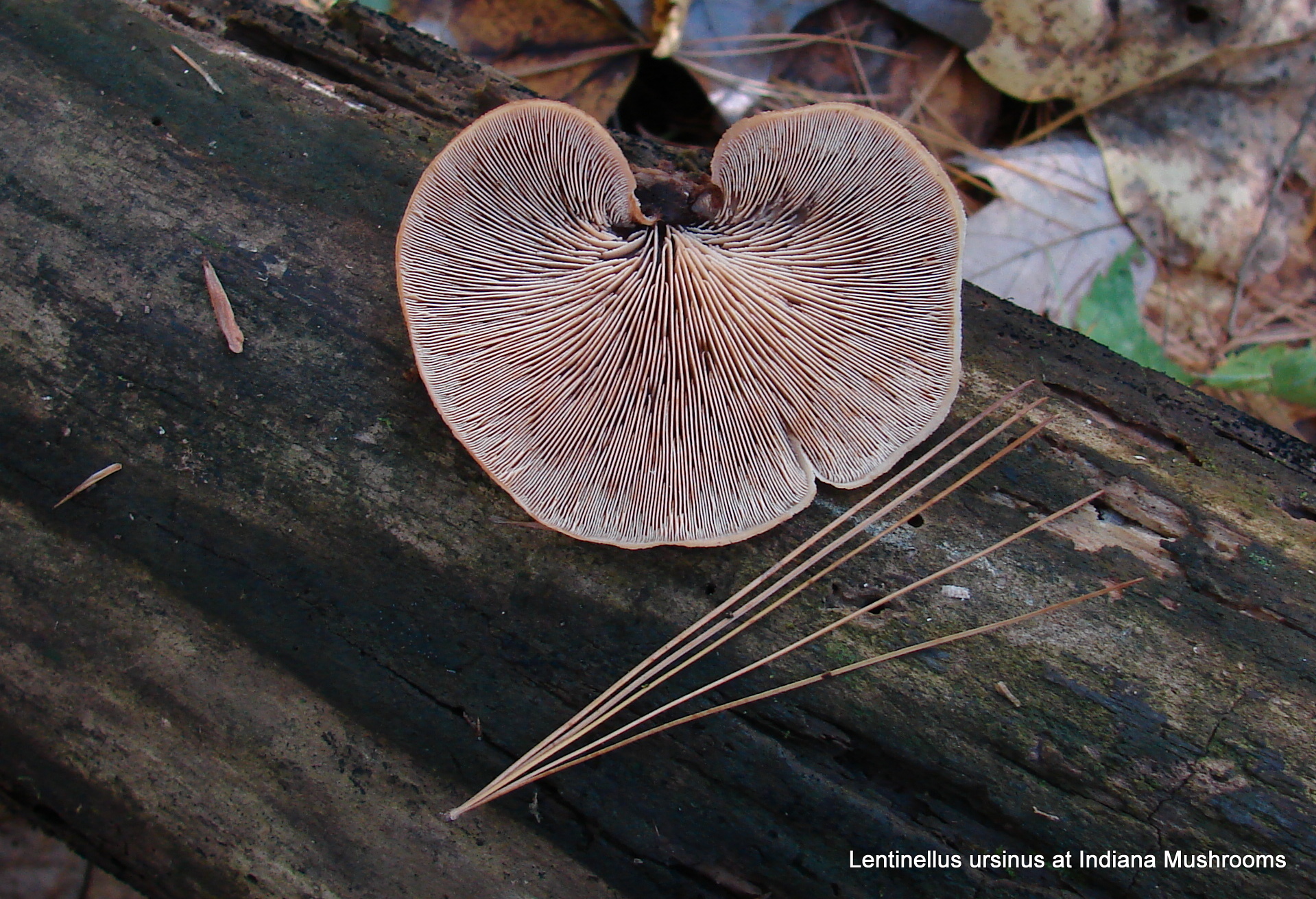 Lentinellus ursinus at Indiana Mushrooms