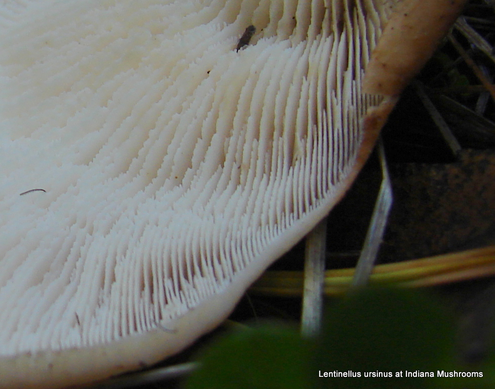 Lentinellus ursinus at Indiana Mushrooms