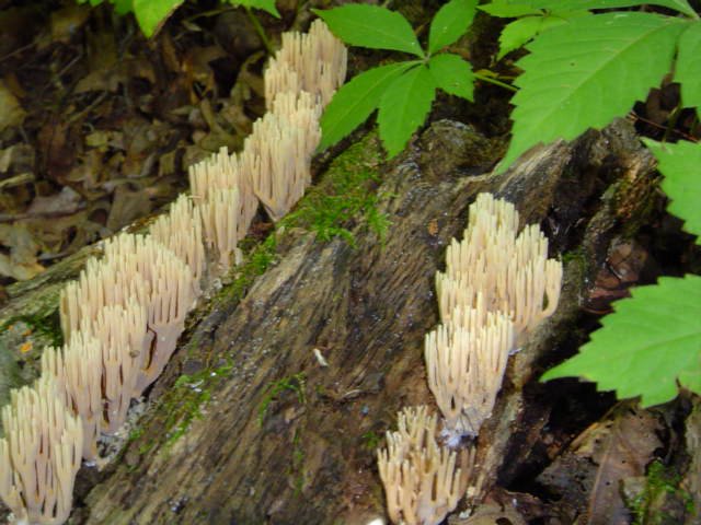 Ramaria genus at Indiana Mushrooms